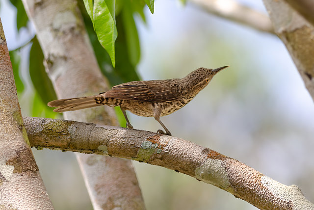 Foto catatau (Campylorhynchus turdinus) Por Lindemberg Caranha | Wiki ...