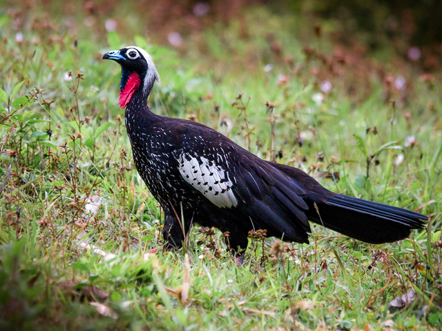 Foto jacutinga (Aburria jacutinga) Por José Kachimareck | Wiki Aves - A ...