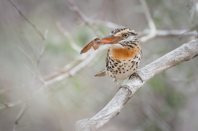 Foto rapazinho-dos-velhos (Nystalus maculatus) Por Jean Jr Barcik ...