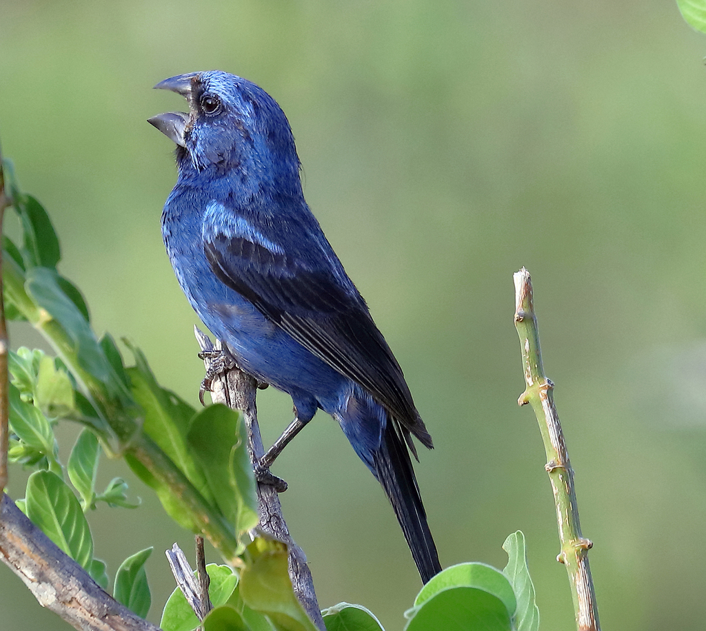 Foto azulão (Cyanoloxia brissonii) Por Pedro Ávila Figueiredo | Wiki ...