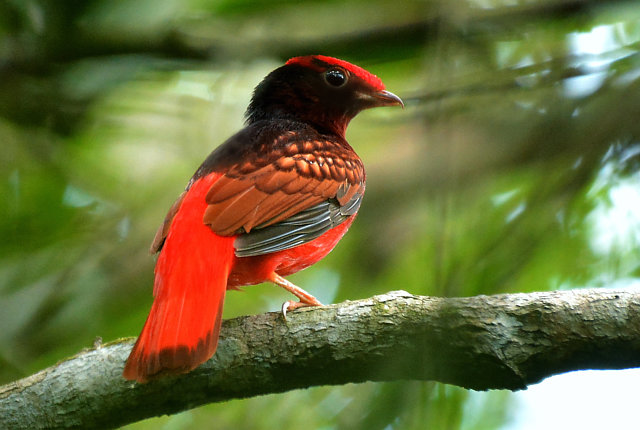 saurá (Phoenicircus carnifex) | WikiAves - A Enciclopédia das Aves do ...