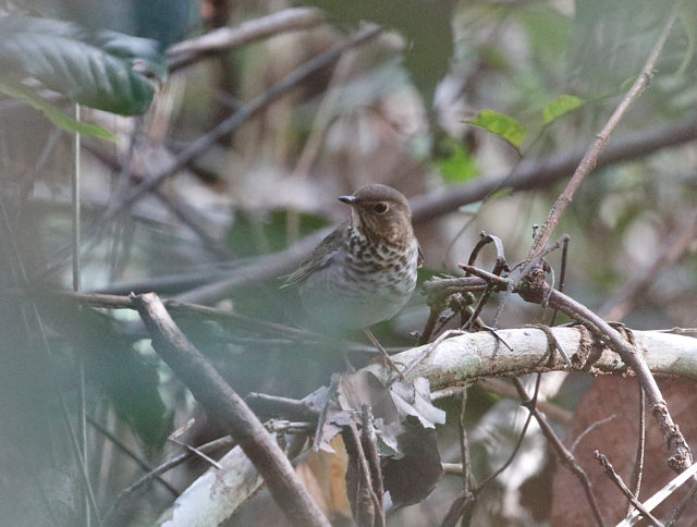 Foto sabiazinho-de-óculos (Catharus swainsoni) Por Matheus N. Oliveira ...