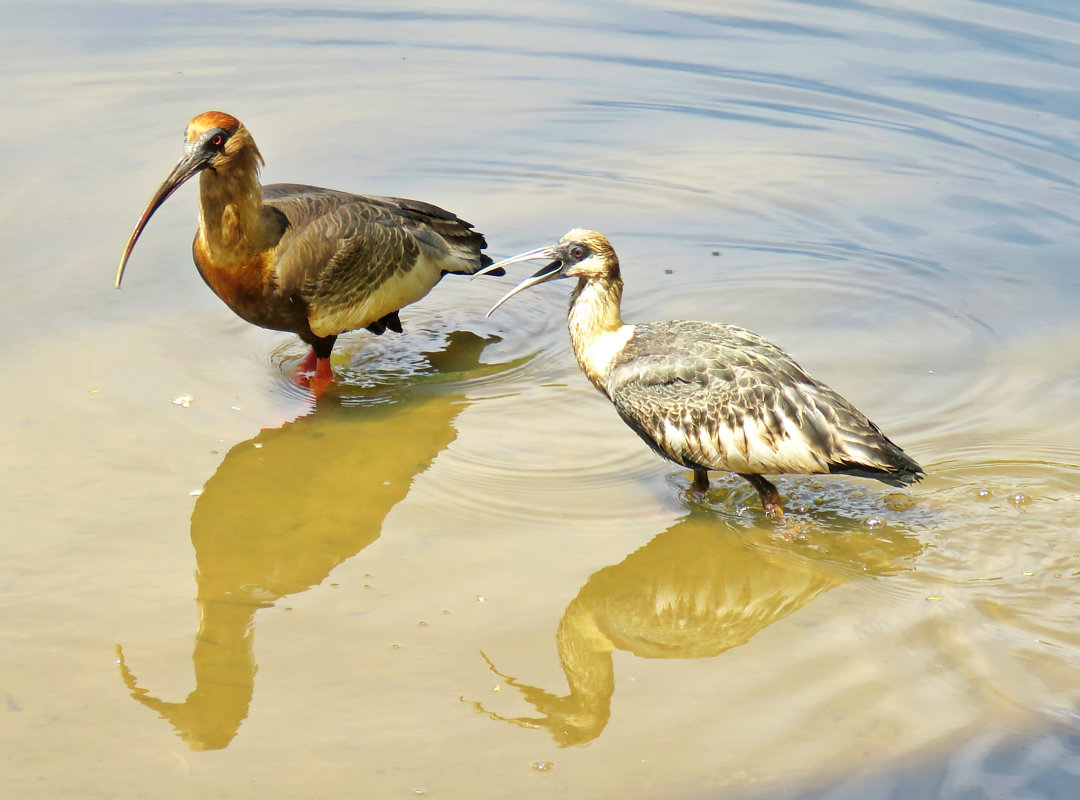 Foto curicaca (Theristicus caudatus) Por Ivo Zecchin | Wiki Aves - A ...