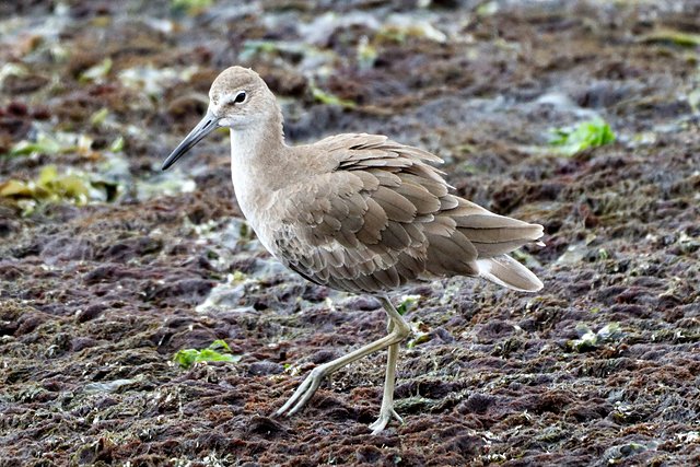 Foto maçarico-de-asa-branca (Tringa semipalmata) Por Victor Biasutti ...