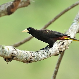 japu (Psarocolius decumanus) | WikiAves - A Enciclopédia das Aves do Brasil