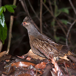 uru-corcovado (Odontophorus gujanensis) | WikiAves - A Enciclopédia das ...