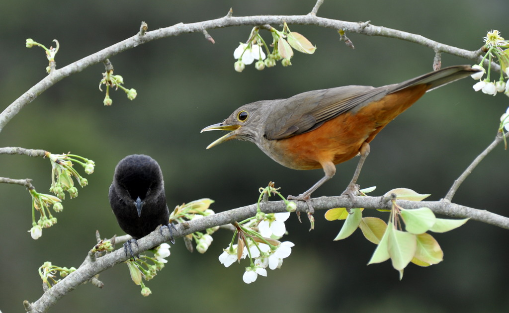 Foto sabiá-laranjeira (Turdus rufiventris) Por Dario Lins | Wiki Aves ...