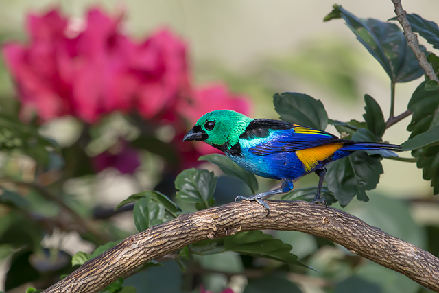 saíra-pintor (Tangara fastuosa) | WikiAves - A Enciclopédia das Aves do ...