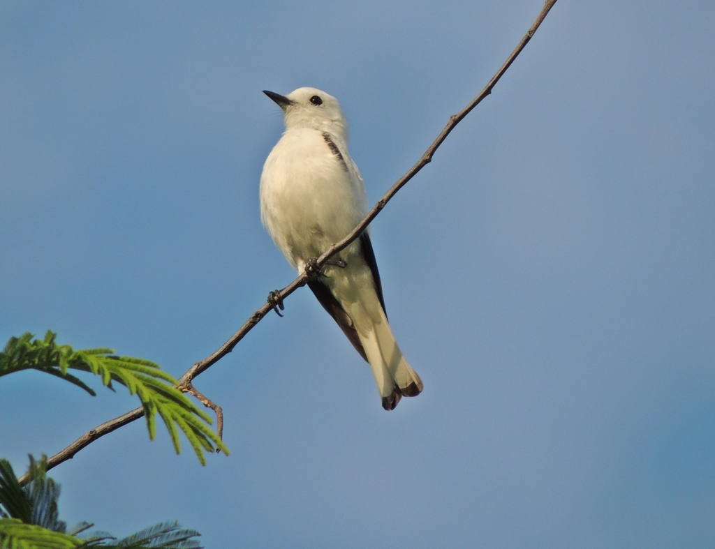 Foto noivinha (Xolmis irupero) Por Paulo Bruno Nunes | Wiki Aves - A ...