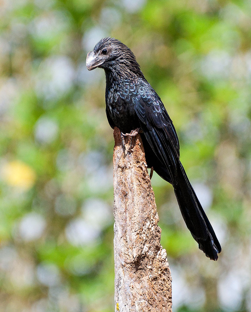 Foto anu-preto (Crotophaga ani) Por Roseli Veríssimo | Wiki Aves - A ...