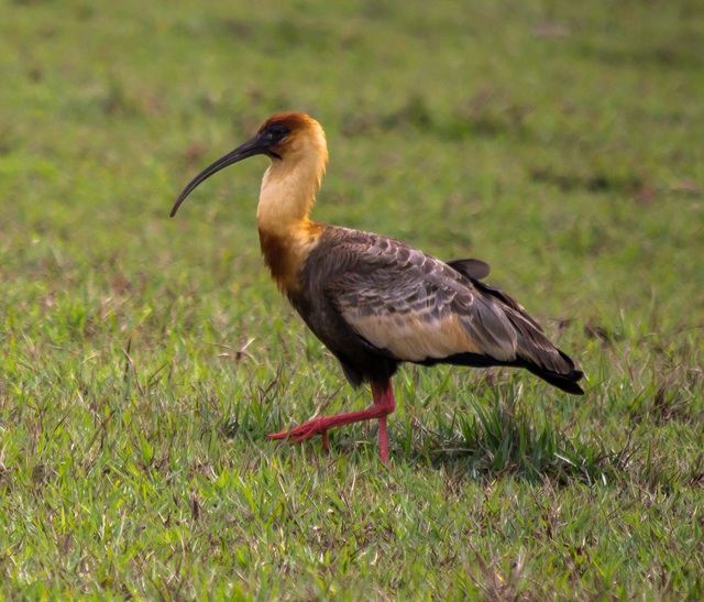 Foto curicaca (Theristicus caudatus) Por André Zambolli | Wiki Aves - A ...