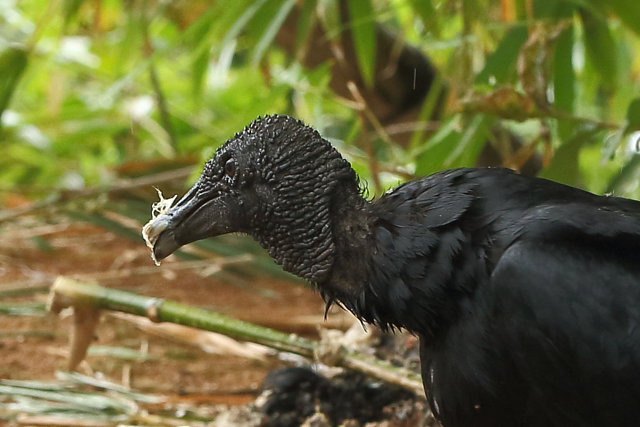Foto urubu-preto (Coragyps atratus) Por Gilvan Moreira | Wiki Aves - A ...
