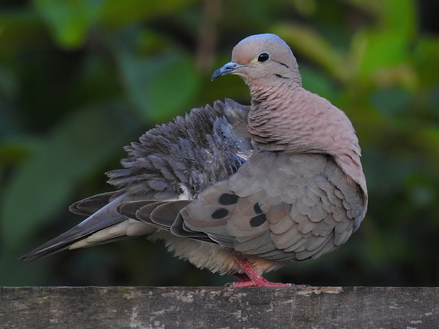 Foto avoante (Zenaida auriculata) Por Aderson Sartori | Wiki Aves - A ...