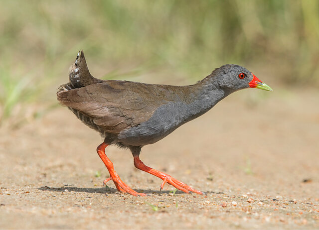 Foto turu-turu (Neocrex erythrops) Por Alenilson Rodrigues | Wiki Aves ...
