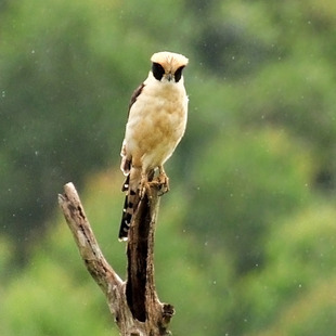acauã (Herpetotheres cachinnans) | WikiAves - A Enciclopédia das Aves ...