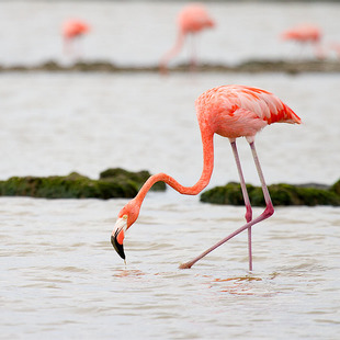 Phoenicopteridae | WikiAves - A Enciclopédia das Aves do Brasil