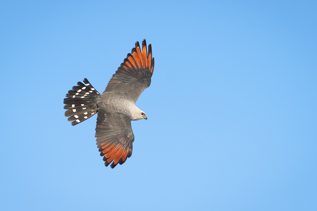 sovi (Ictinia plumbea) | WikiAves - A Enciclopédia das Aves do Brasil