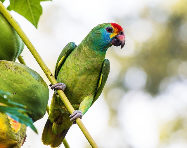 chauá (Amazona rhodocorytha) | WikiAves - A Enciclopédia das Aves do Brasil