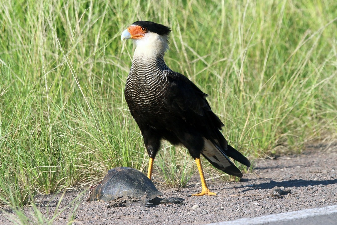 Foto carcará (Caracara plancus) Por Wagner M. Eduardo | Wiki Aves - A ...