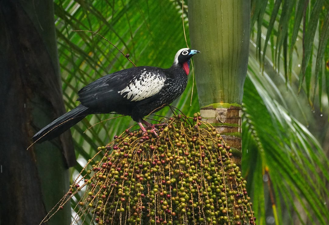Foto jacutinga (Aburria jacutinga) Por Ananda Porto | Wiki Aves - A ...