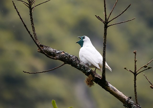 Foto araponga (Procnias nudicollis) Por João Gava Just | Wiki Aves - A ...