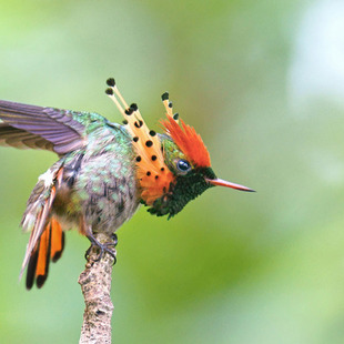 Apodiformes | WikiAves - A Enciclopédia das Aves do Brasil