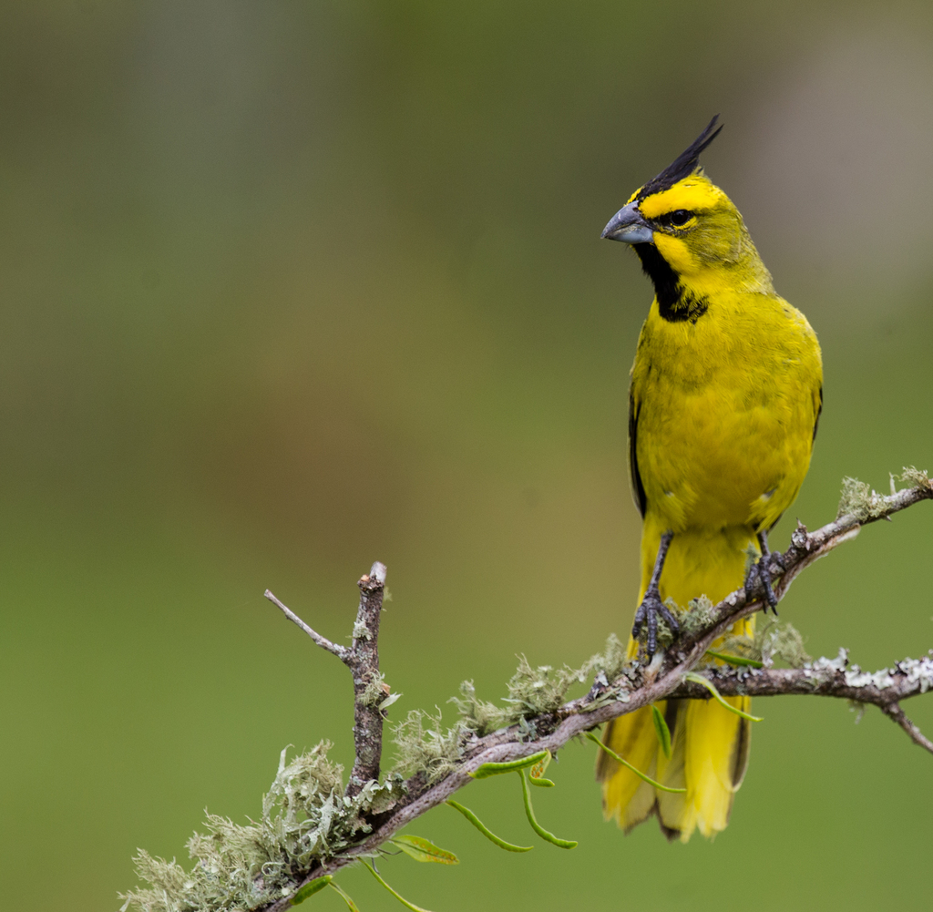 Foto cardeal-amarelo (Gubernatrix cristata) Por Olavo Neto | Wiki Aves ...