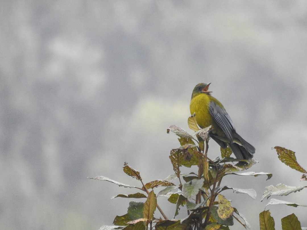 Foto saudade-de-asa-cinza (Lipaugus conditus) Por Francisco Falcon ...