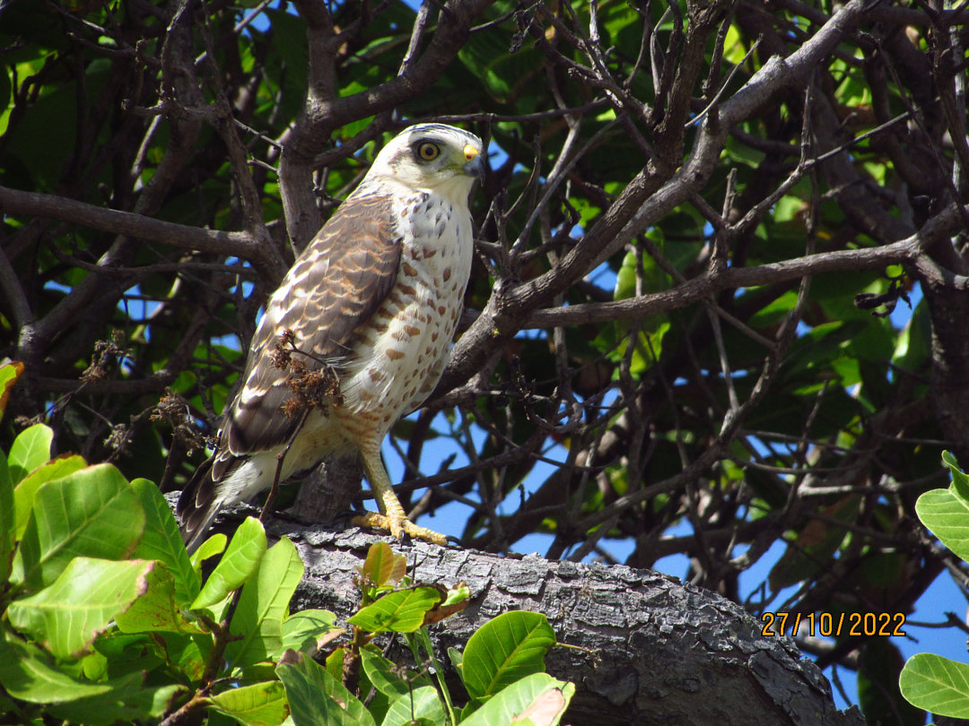 Foto gavião-carijó (Rupornis magnirostris) Por Tamiris Lima | Wiki Aves ...