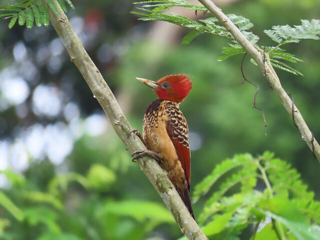 Foto pica-pau-lindo (Celeus spectabilis) Por Rodrigo PadulaBrasil ...