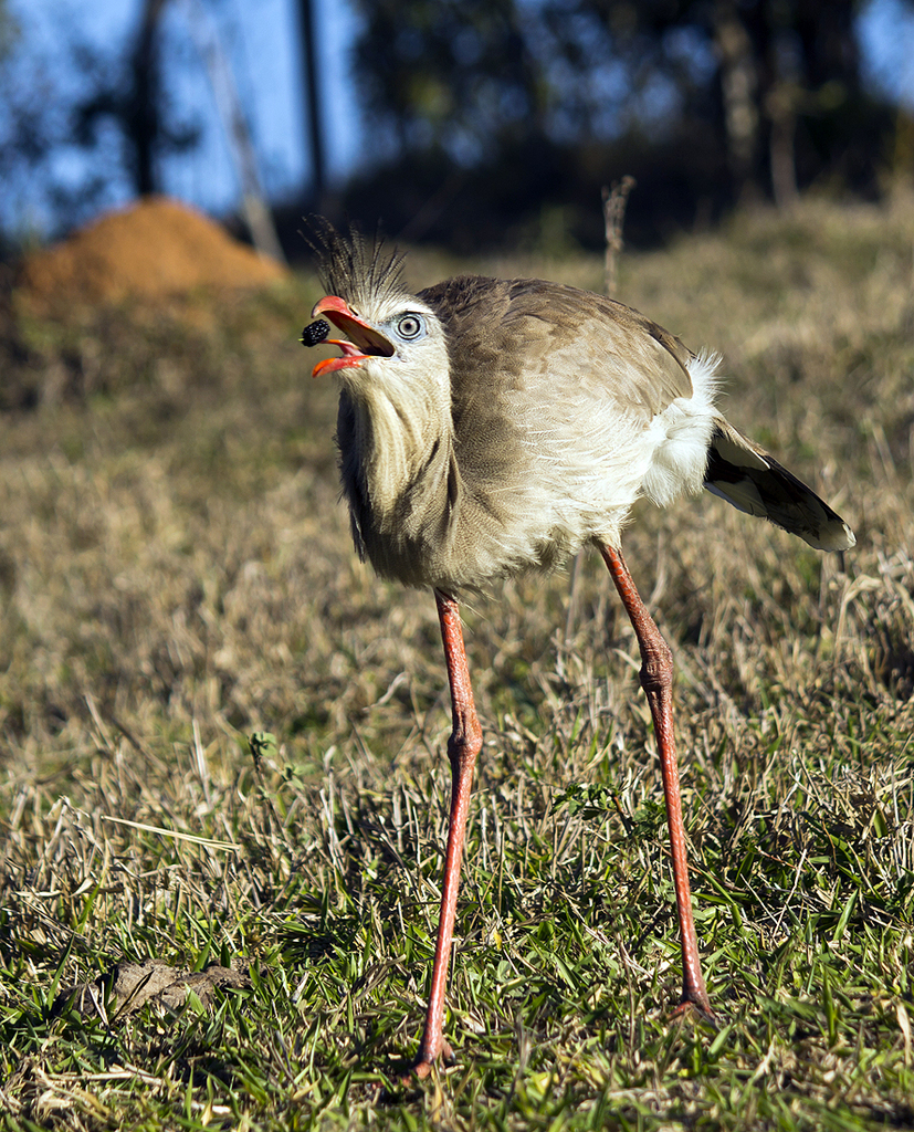 Foto seriema (Cariama cristata) Por Fernando Cipriani | Wiki Aves - A ...
