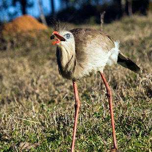 Cariamiformes | WikiAves - A Enciclopédia das Aves do Brasil