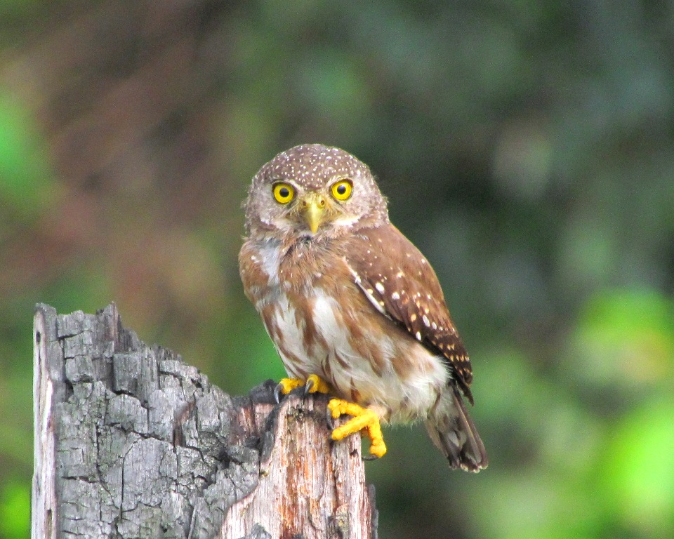 Foto caburé-da-amazônia (Glaucidium hardyi) Por Danilo Mota | Wiki Aves ...
