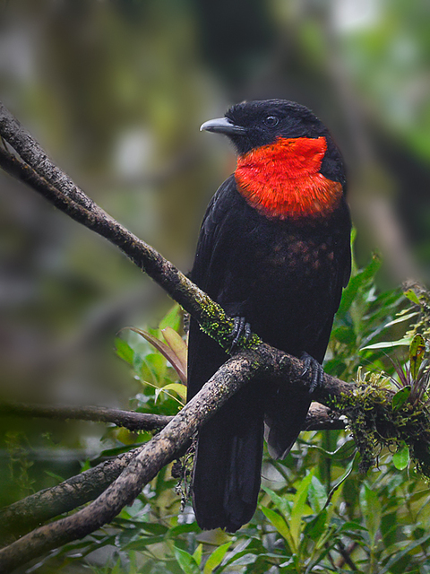 pavó (Pyroderus scutatus) | WikiAves - A Enciclopédia das Aves do Brasil