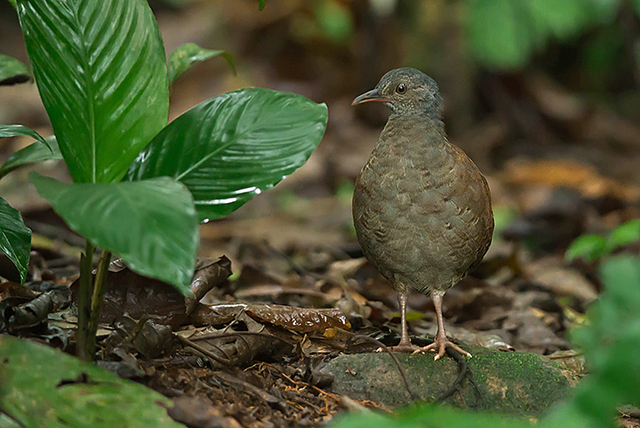 inhambu-chintã (Crypturellus tataupa) | WikiAves - A Enciclopédia das ...