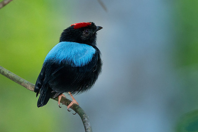 Foto tangará-príncipe (Chiroxiphia pareola) Por Luciano Bernardes ...