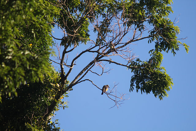 Foto trinca-ferro (Saltator similis) Por Vanessa Pustai | Wiki Aves - A ...