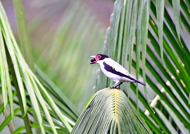 Foto anambé-branco-de-rabo-preto (Tityra cayana) Por Francisco Hamada ...