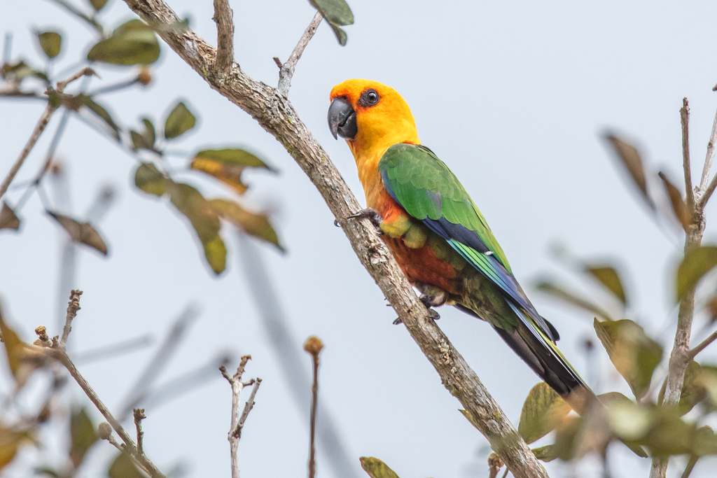 Foto jandaia-verdadeira (Aratinga jandaya) Por Paulo Fernando ...