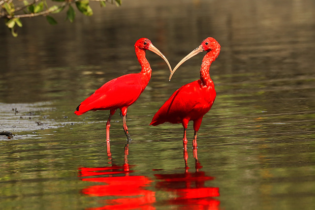 Foto guará (Eudocimus ruber) Por Leonardo Casadei | Wiki Aves - A ...