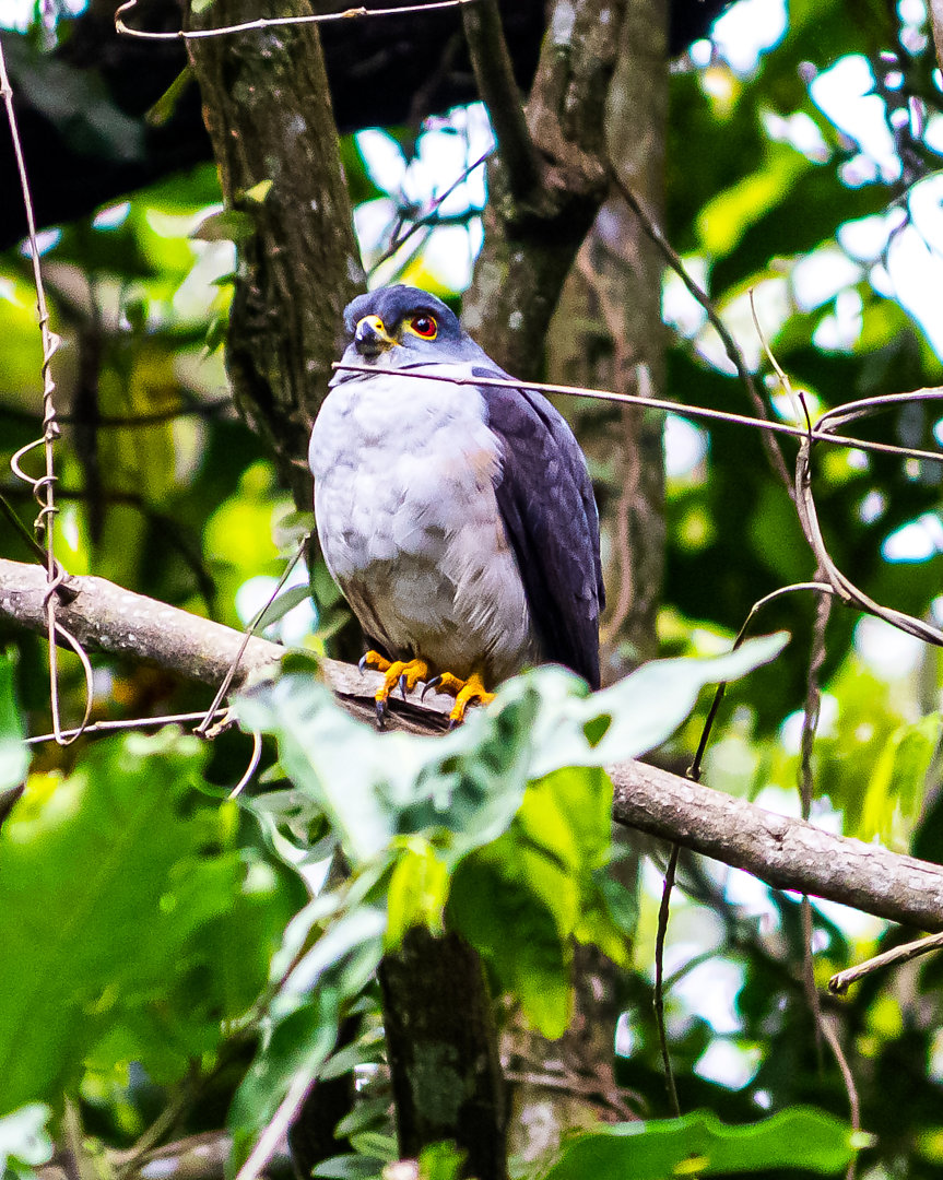 Foto gavião-bombachinha (Harpagus diodon) Por Rafael Mattos | Wiki Aves ...