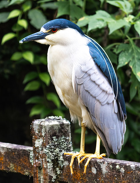 Foto socó-dorminhoco (Nycticorax nycticorax) Por Rafael Mattos | Wiki ...
