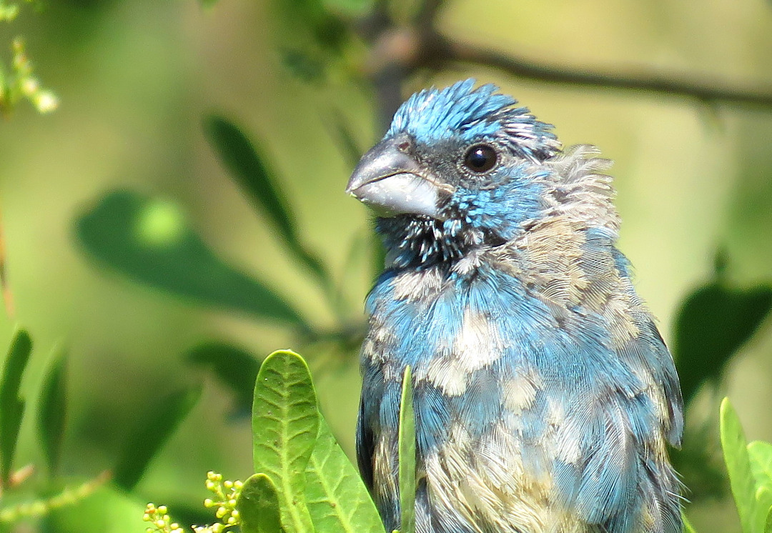 Foto azulinho (Cyanoloxia glaucocaerulea) Por Fernanda Spenst | Wiki ...