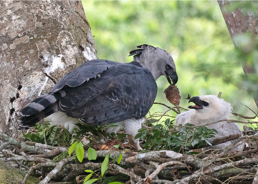 Foto gavião-real (Harpia harpyja) Por Jeanne Martins | Wiki Aves - A ...