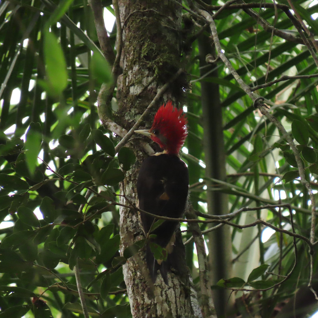 Foto pica-pau-de-cara-canela (Celeus galeatus) Por Ronaldo Rodrigues de Moraes | Wiki Aves - A ...