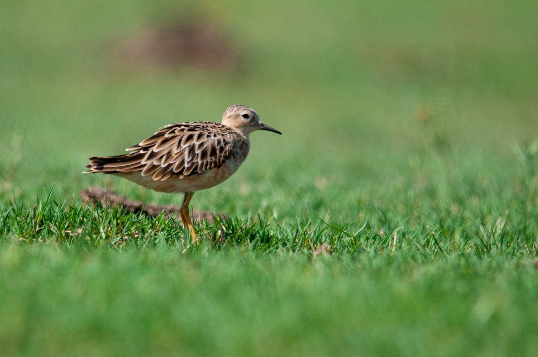 Foto maçarico-acanelado (Calidris subruficollis) Por Raphael Kurz ...