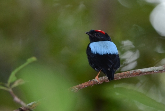 Foto tangará-príncipe (Chiroxiphia pareola) Por Kurazo Okada | Wiki ...