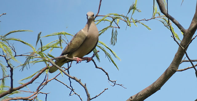 Foto avoante (Zenaida auriculata) Por Fernando Pacheco | Wiki Aves - A ...