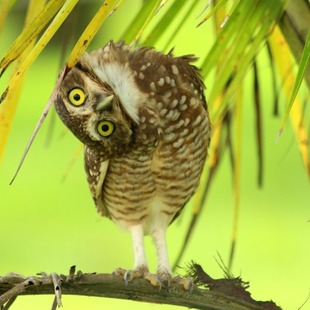 Strigiformes | WikiAves - A Enciclopédia das Aves do Brasil