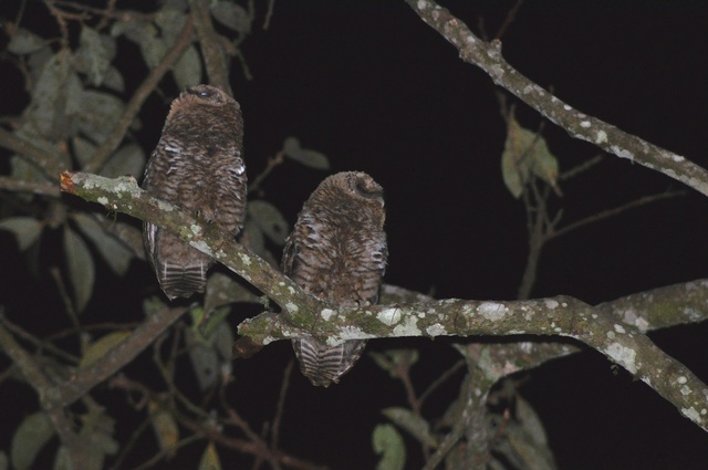 Foto coruja-listrada (Strix hylophila) Por Camila Siqueira | Wiki Aves ...